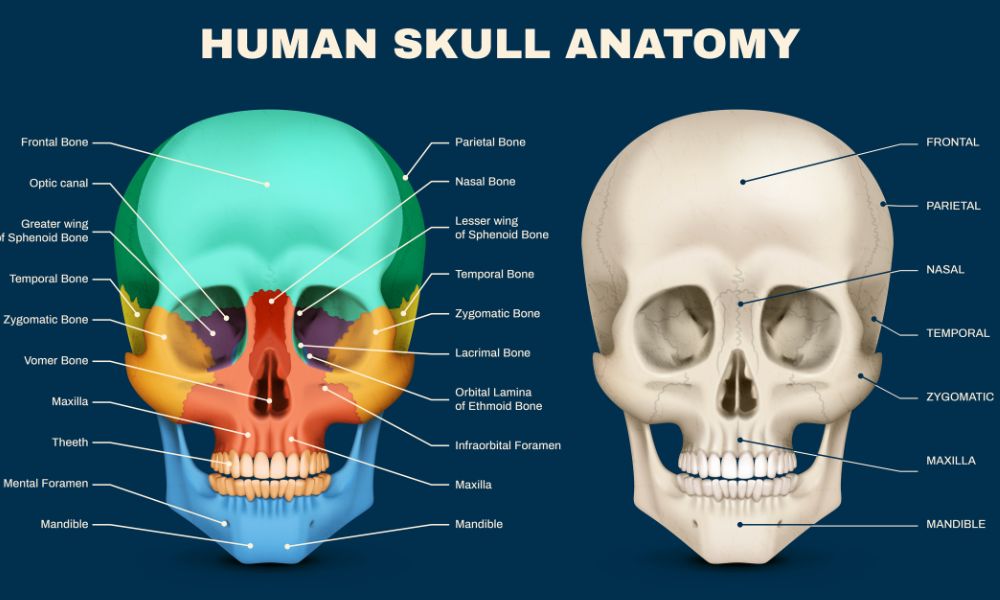 Zygomatic | Diccionario de Internet